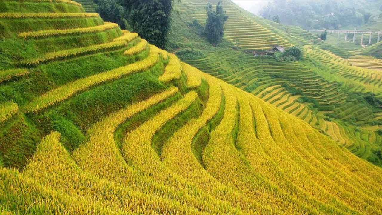 Les rizières au Vietnam - Images Travel