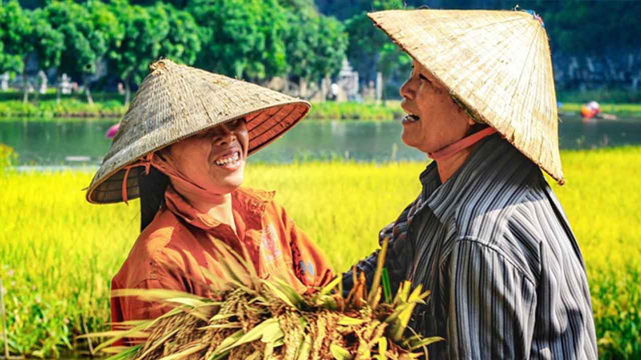 Les rizières au Vietnam - Images Travel